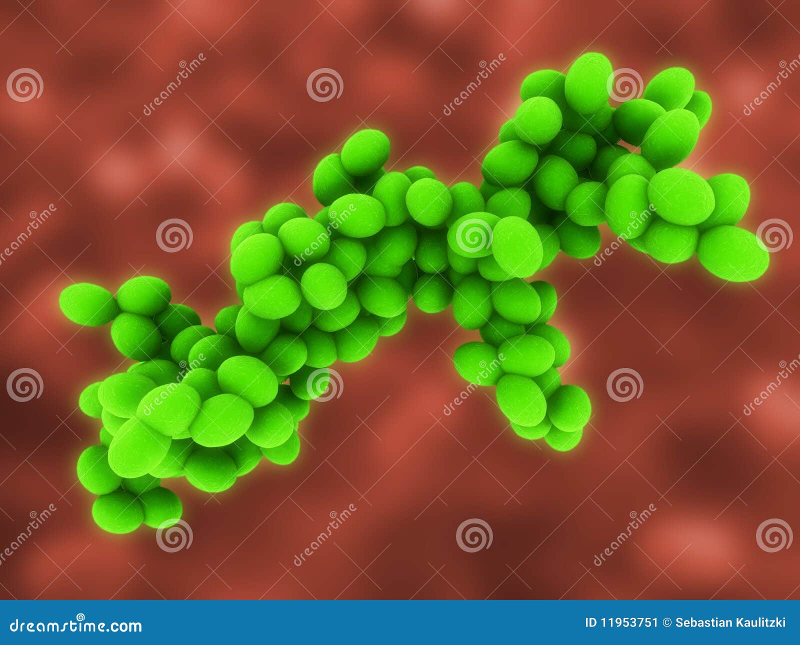 Staphylococcus stock illustration. Illustration of biology - 11953751