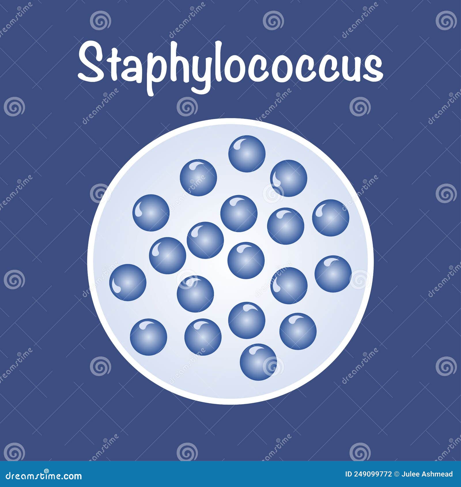 Vector Illustration Graphic of Staphylococcus Bacteria Stock Vector ...