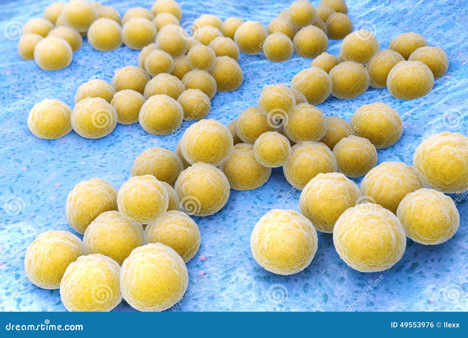 Staphylococcus aureus illustrazione di stock. Illustrazione di cellula ...