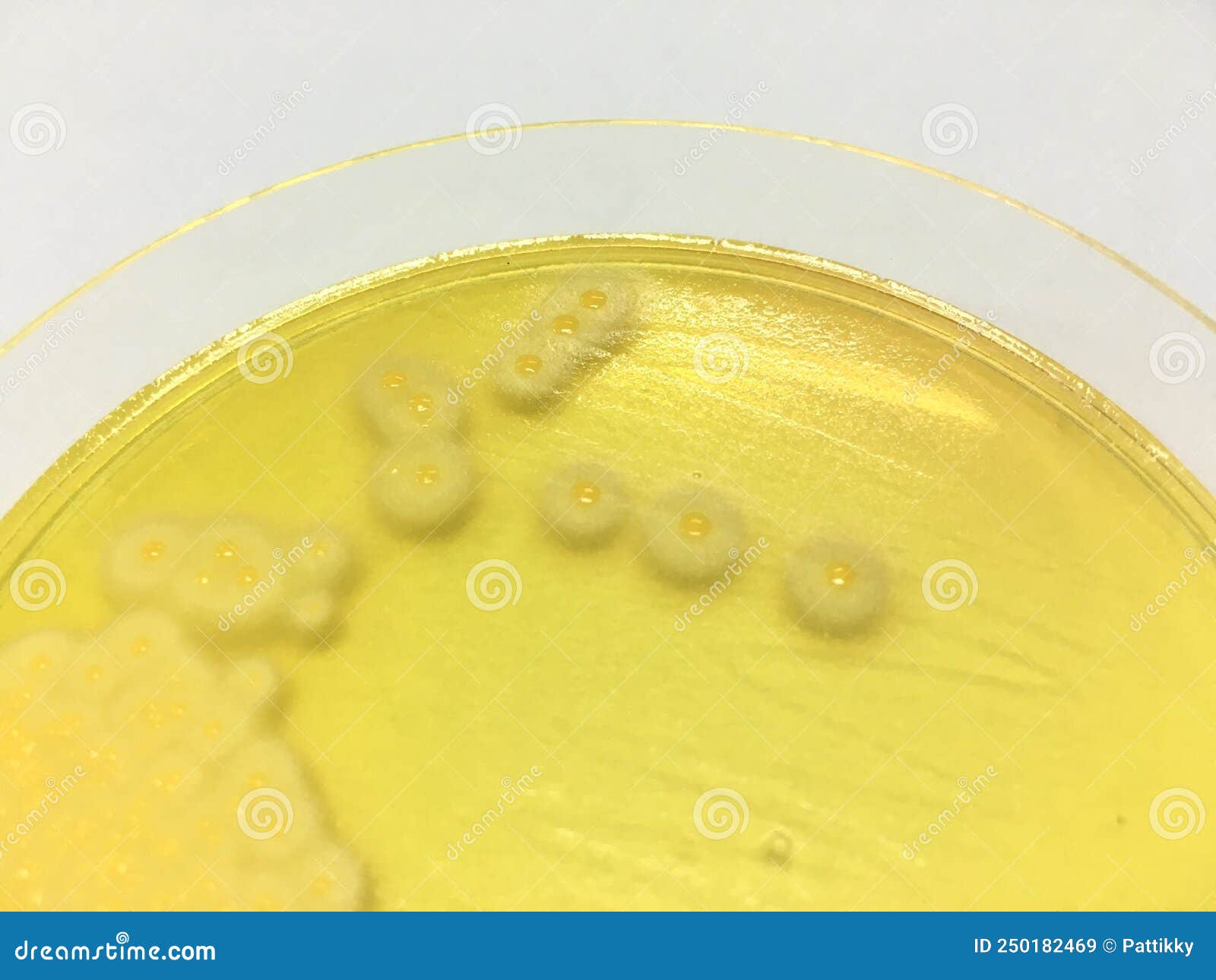 Staphylococcus Aureus Agar Staphylococcus Aureus Agar