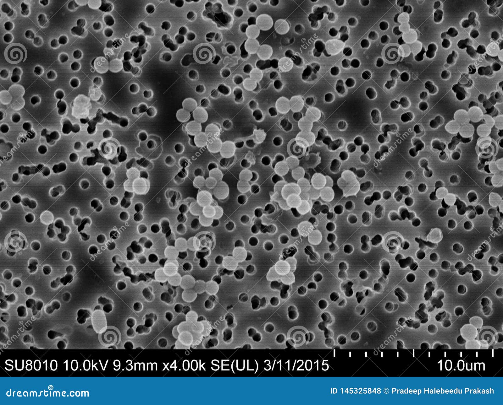 Staphylococcus Aureus Royalty-Free Stock Photo | CartoonDealer.com ... Staphylococcus Aureus Royalty-Free Stock Photo | CartoonDealer.com ...