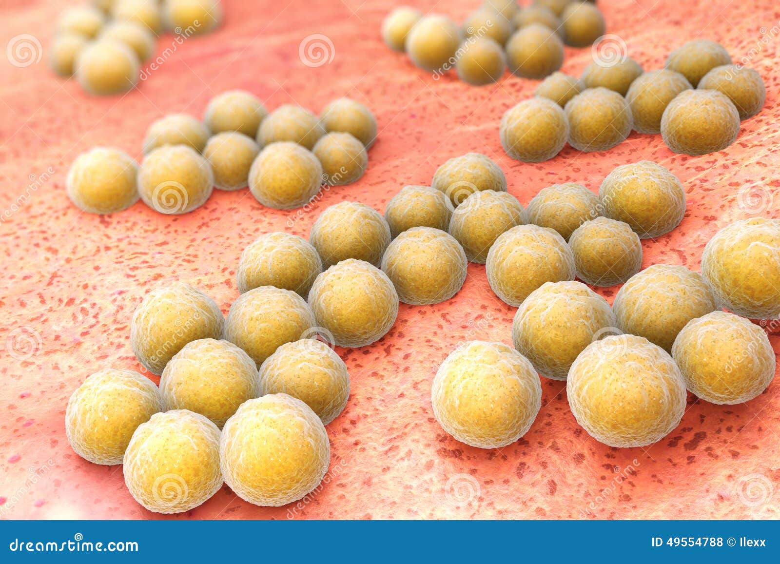 Staphylococcus Aureus Cell Structure And Pathogenic Factors Cartoon ...