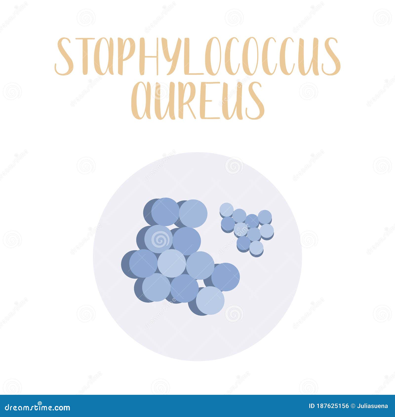 Staphylococcus Aureus, Pathogen. Spherical, Gram-positive Bacteria ...