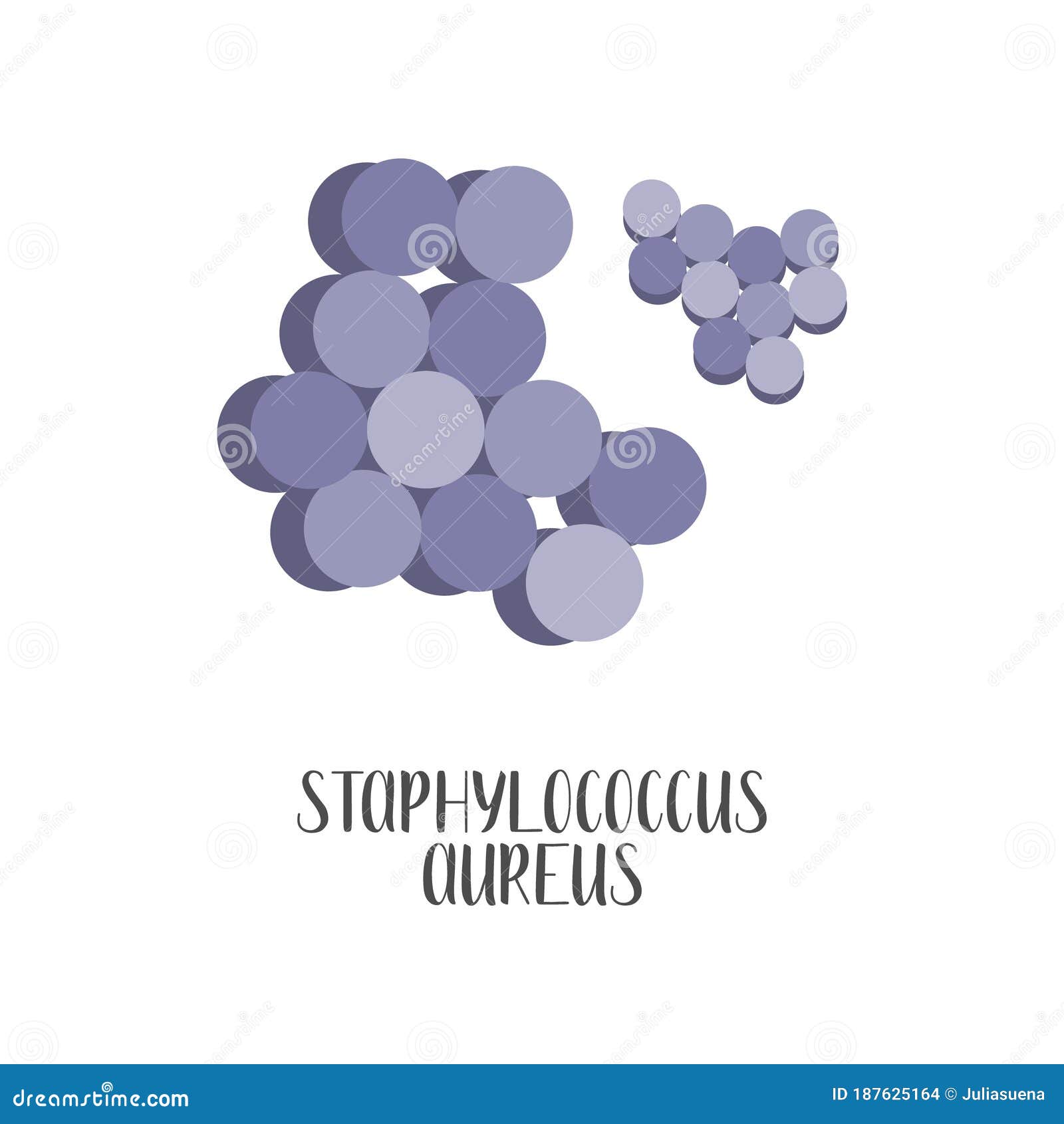 Staphylococcus Aureus, Pathogen. Spherical, Gram-positive Bacteria ...