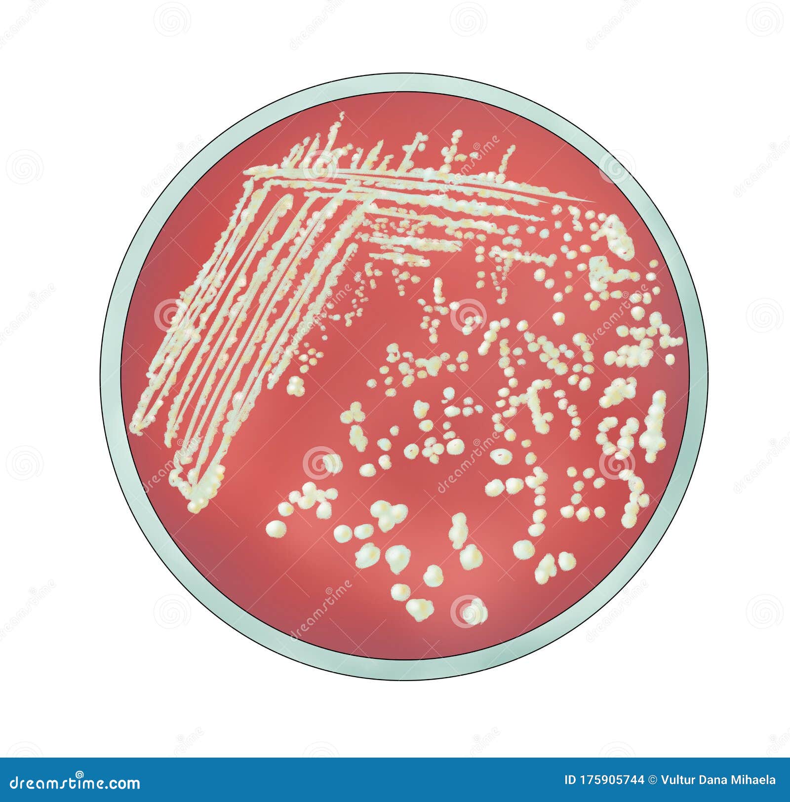 Staphylococcus aureus stock photo. Image of aureus, background - 175905744
