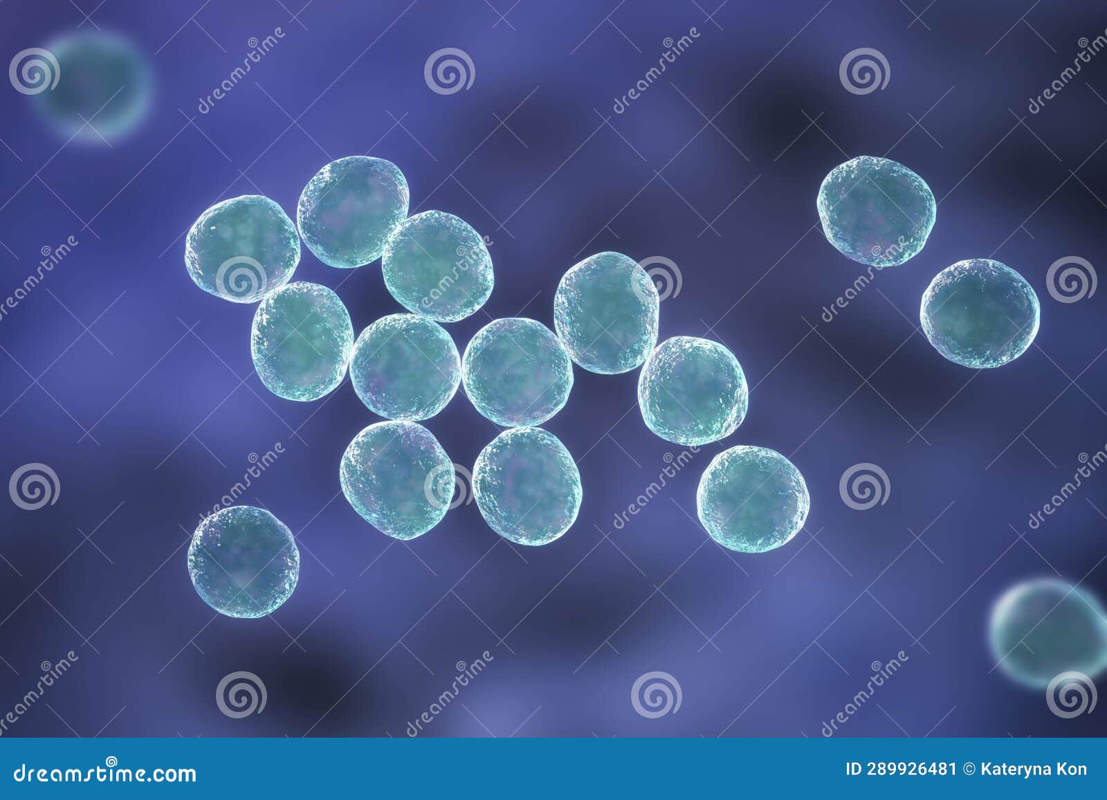 Staphylococcus. Bacteria Classification. Spherical Shapes Of Bacteria ...