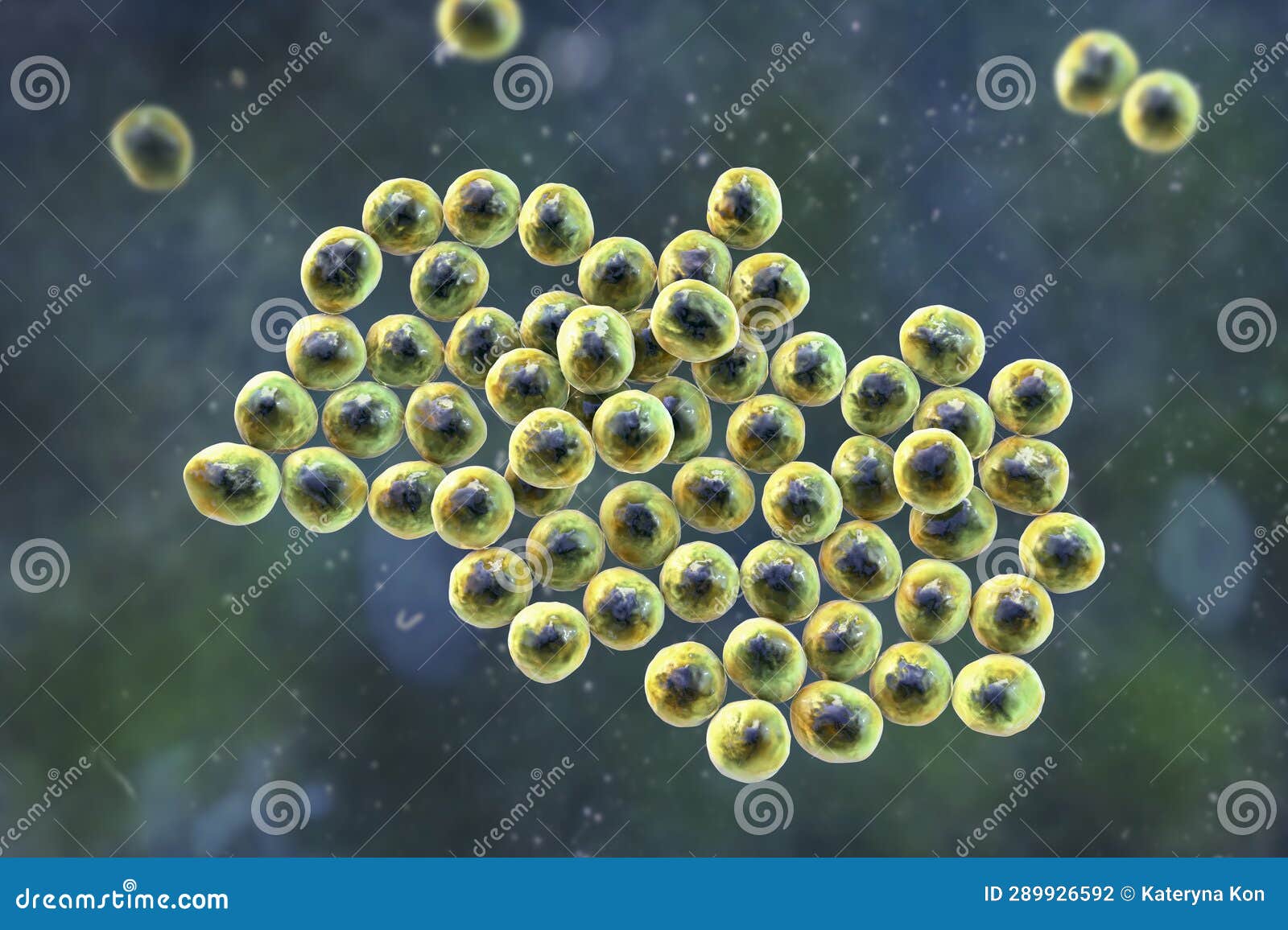 Staphylococcus Bacteria Under A Microscope Stock Photography ...