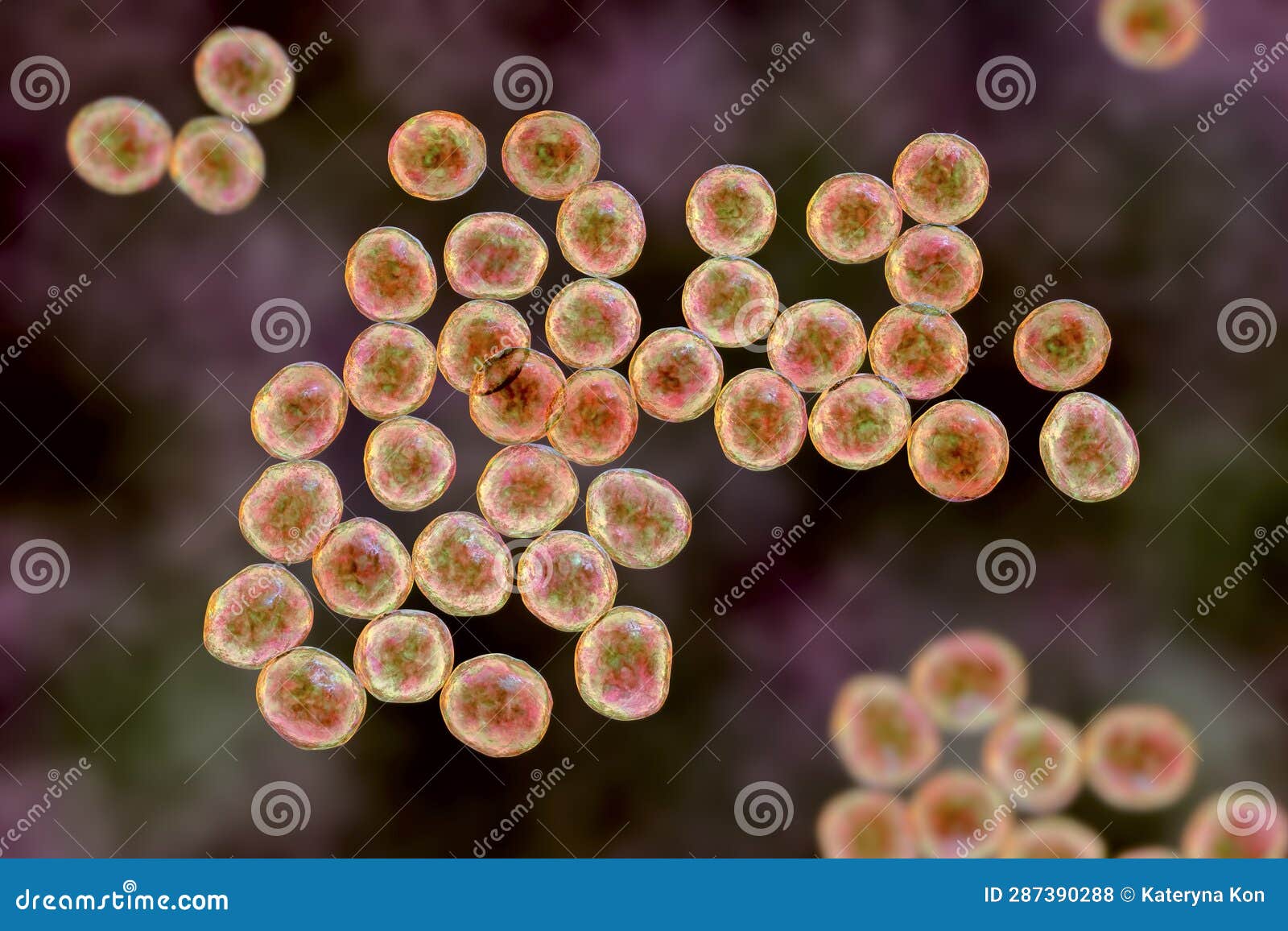 Staphylococcus Bacteria Under A Microscope Stock Photography ...