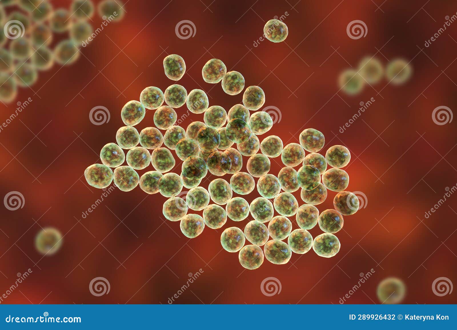 Staphylococcus. Bacteria Classification. Spherical Shapes Of Bacteria ...