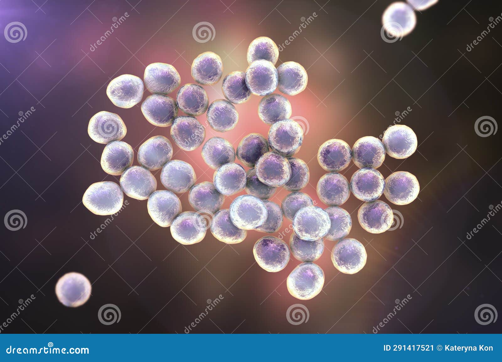 Staphylococcus. Bacteria Classification. Spherical Shapes Of Bacteria ...