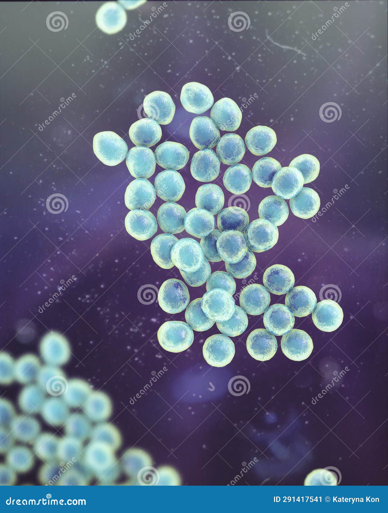 Staphylococcus. Bacteria Classification. Spherical Shapes Of Bacteria ...