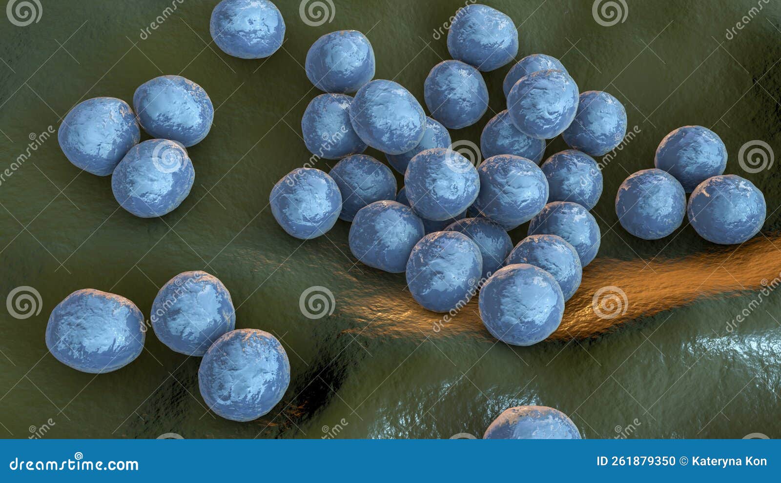 Staphylococcus Lugdunensis Bacteria, 3D Illustration Stock Illustration ...