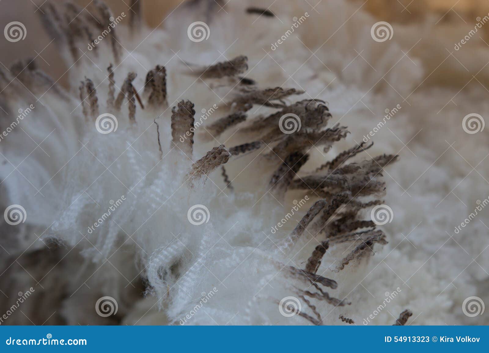 Staples of merino wool stock image. Image of hair, fluffy - 54913323