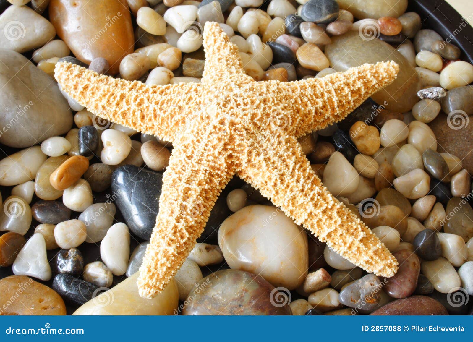 Star stock photo. Image of decor, calcium, texture, holidays - 2857088