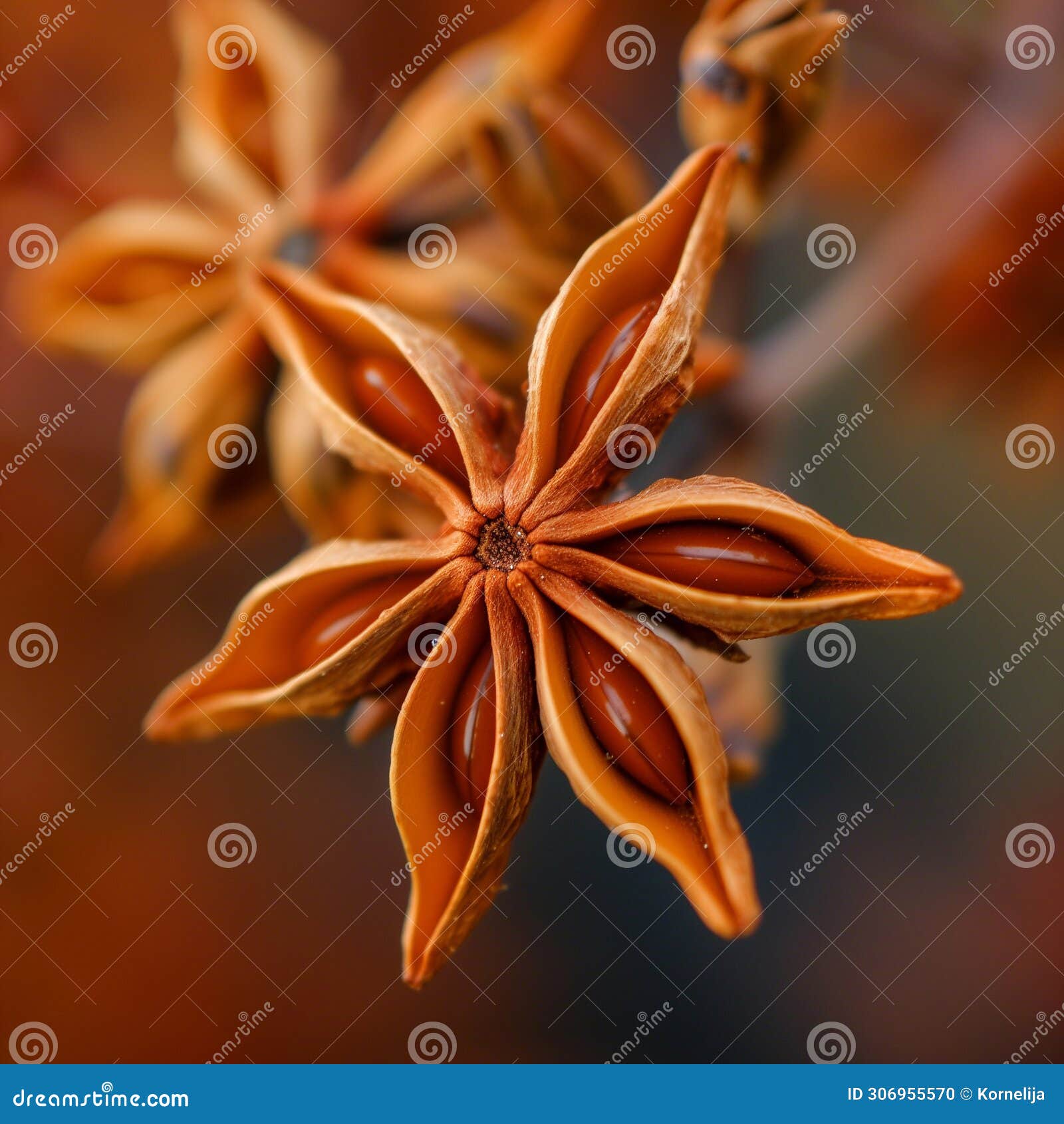 Close Up Aniseed On Wood Table Royalty-Free Stock Photo | CartoonDealer ...