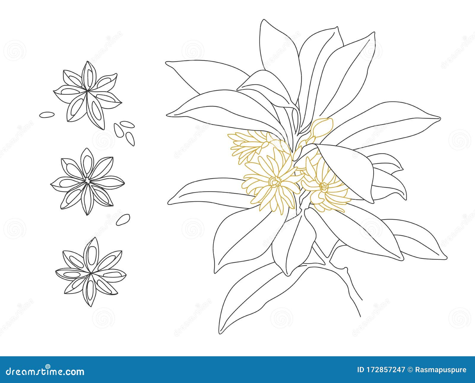 Star Anise Vector Line Design. Illicium Anisatum Stock Vector ...