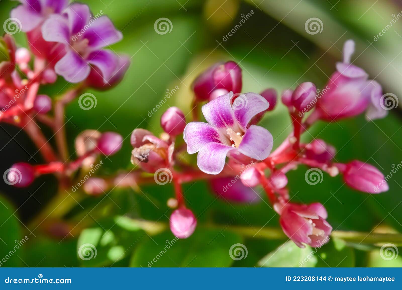 Star Apple Flowers are on the Tree. Stock Photo - Image of star, nature ...