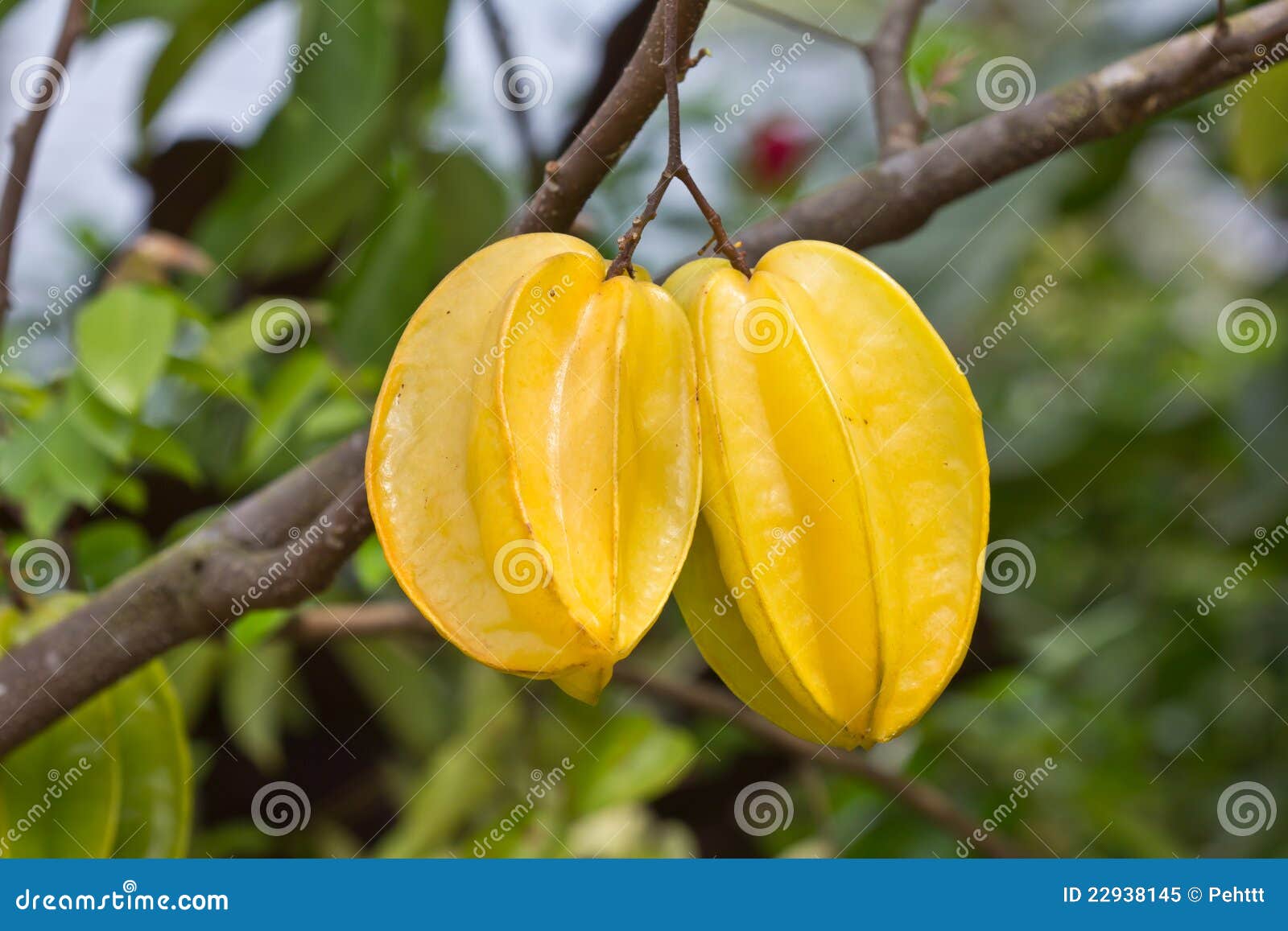 Star Apple Fruit Royalty Free Stock Photo - Image: 22938145