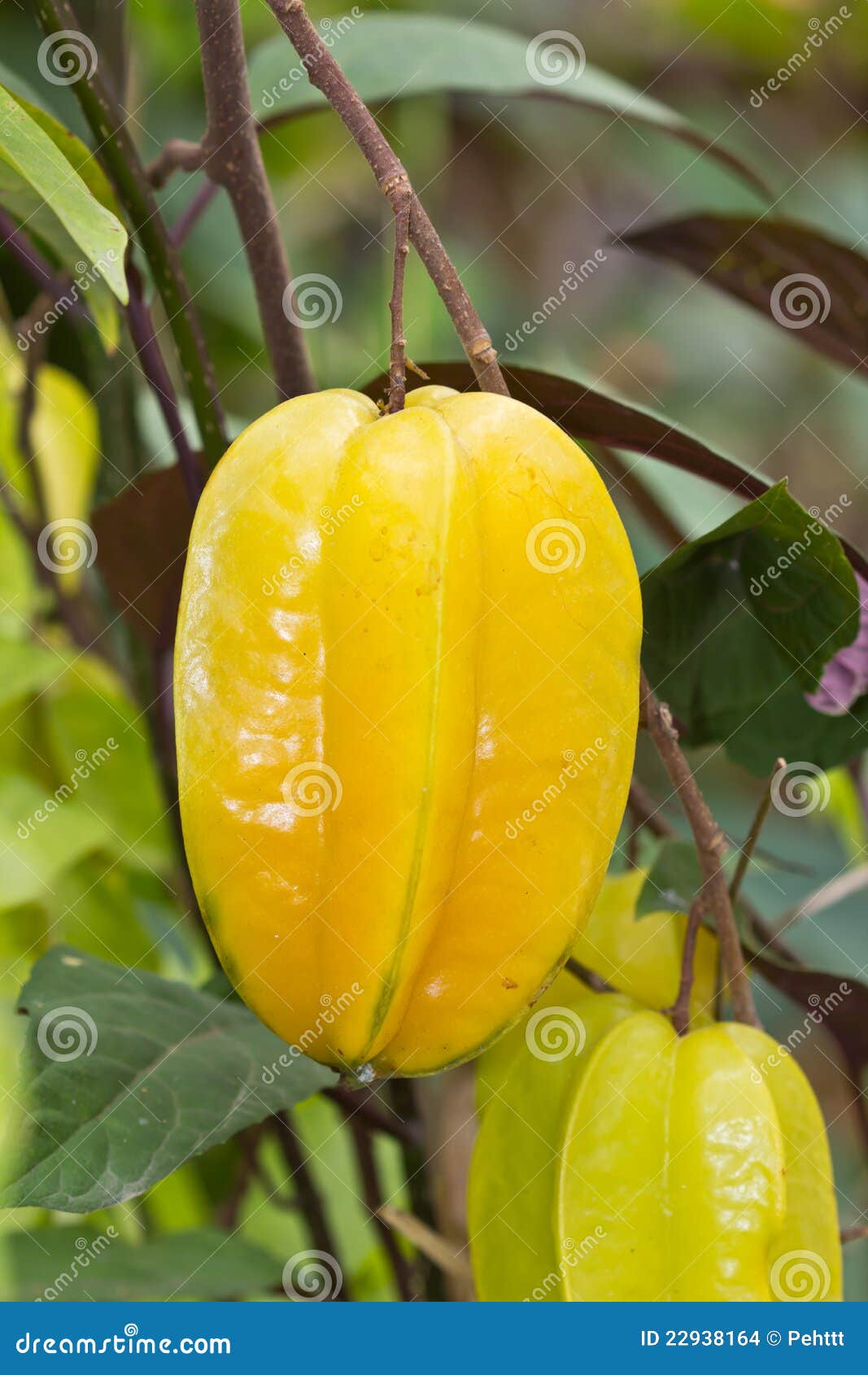 Star apple fruit stock photo. Image of nutrition, nature - 22938164