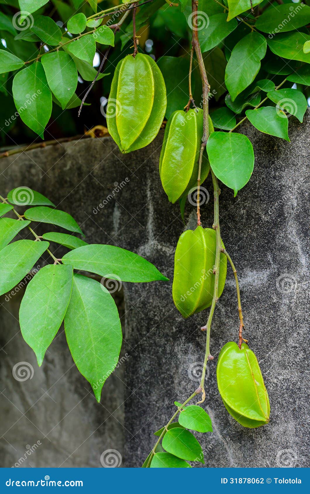 Star apple fruit stock photo. Image of fresh, natural - 31878062