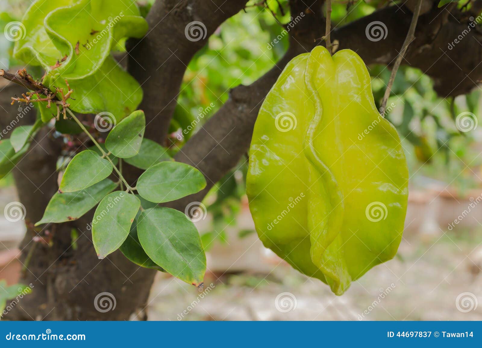 Star apple fruit stock image. Image of green, fruit, tree - 44697837
