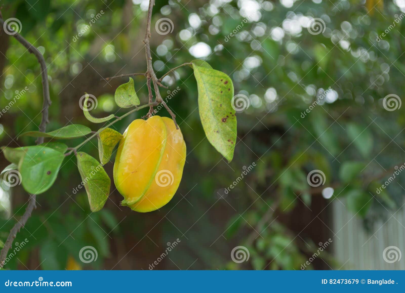 Star Apple Fruit on the Tree. Stock Image - Image of food, tree: 82473679
