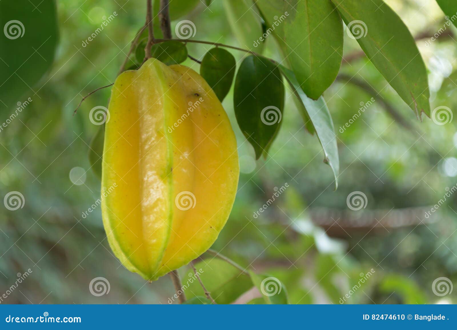 Star Apple Fruit on the Tree. Stock Photo - Image of green, tasty: 82474610