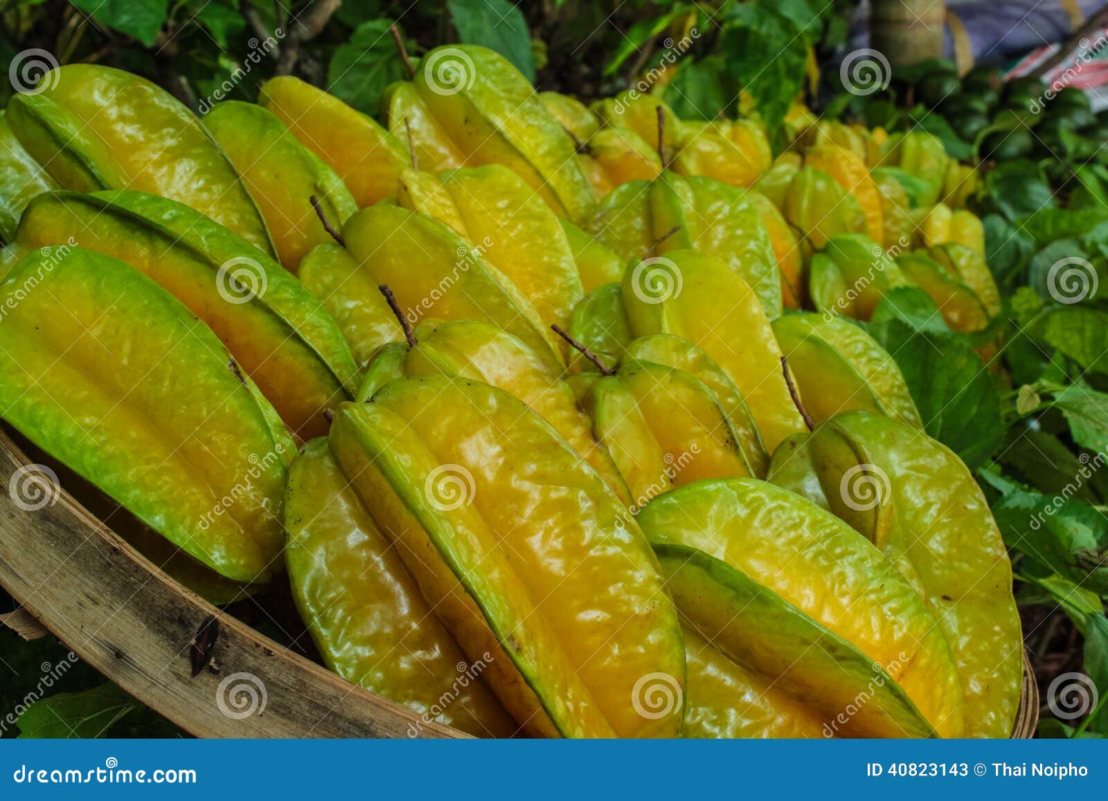 Star Apple Fruit on the Tree Stock Image - Image of nutrition, shape ...