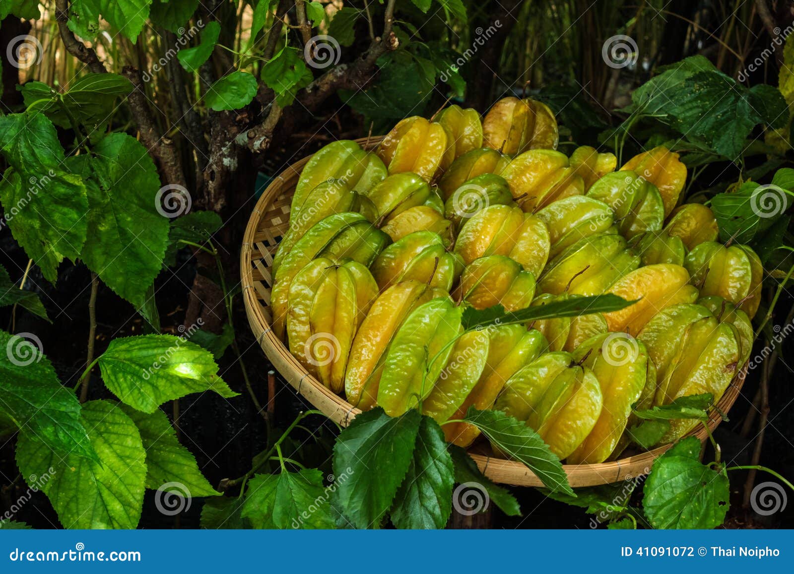 Star Apple Fruit on the Tree Stock Photo - Image of health, delicious ...