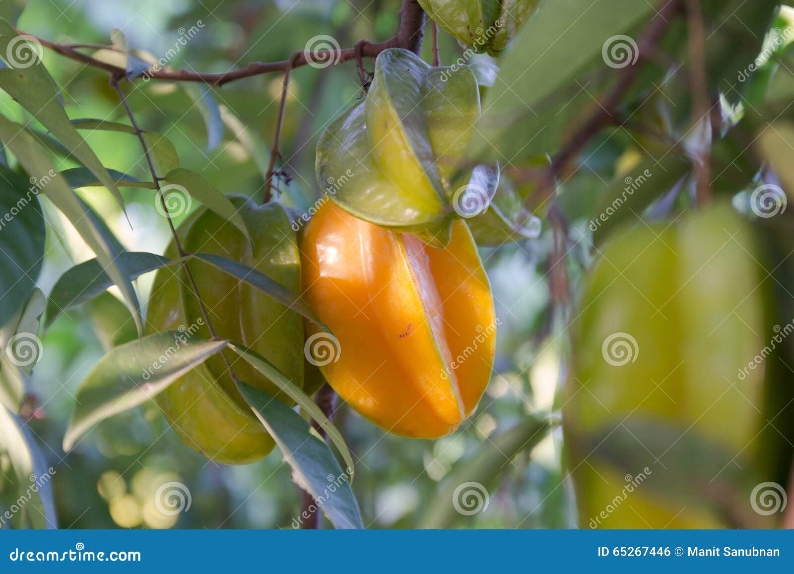Star apple stock photo. Image of leaf, healthy, asia - 65267446