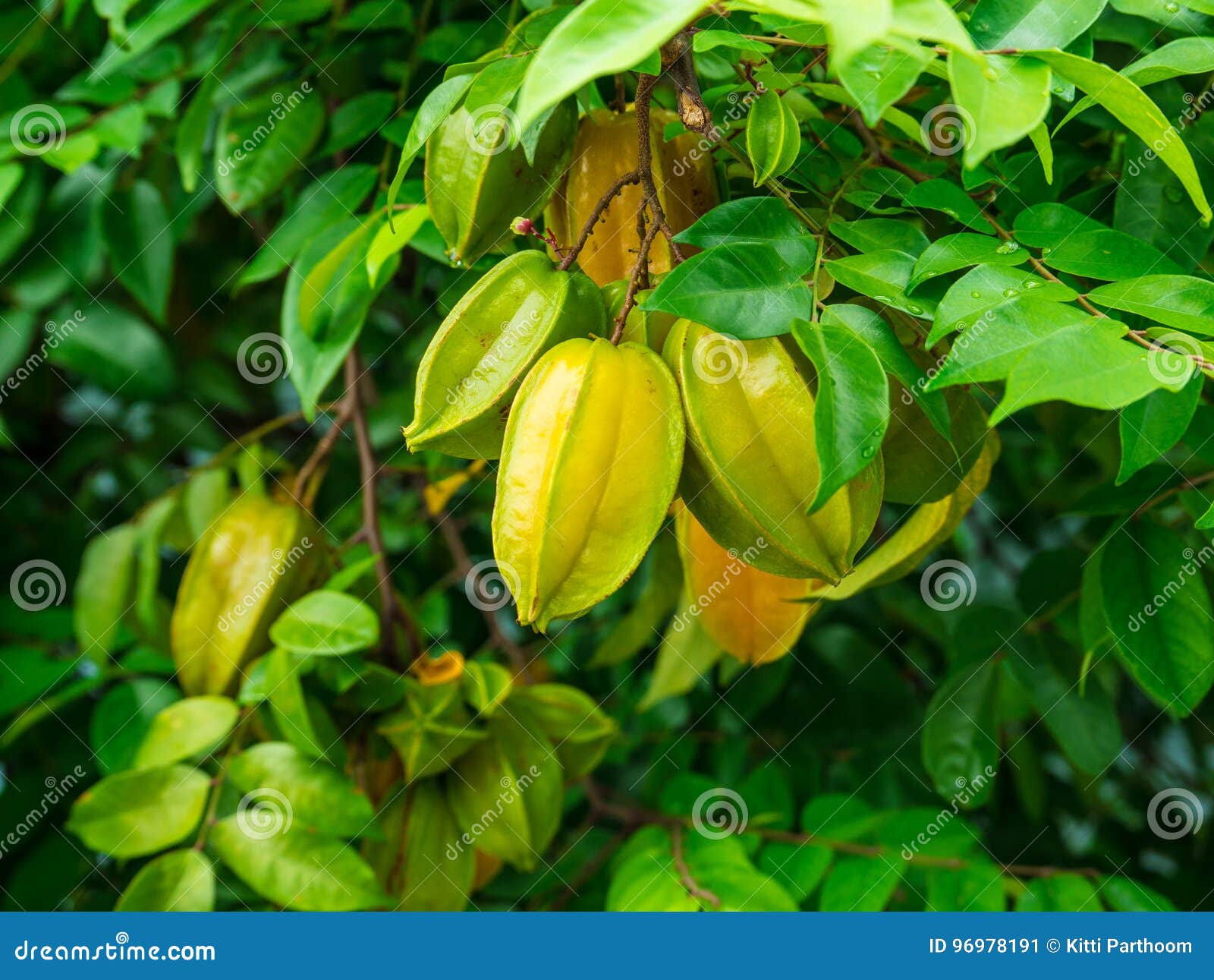 Star apple stock image. Image of asian, nutrition, carambola - 96978191