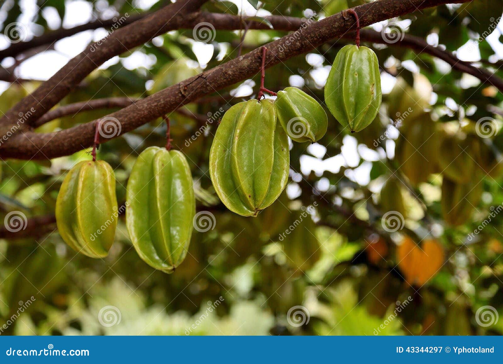Star apple stock image. Image of carambola, nature, averrhoa - 43344297
