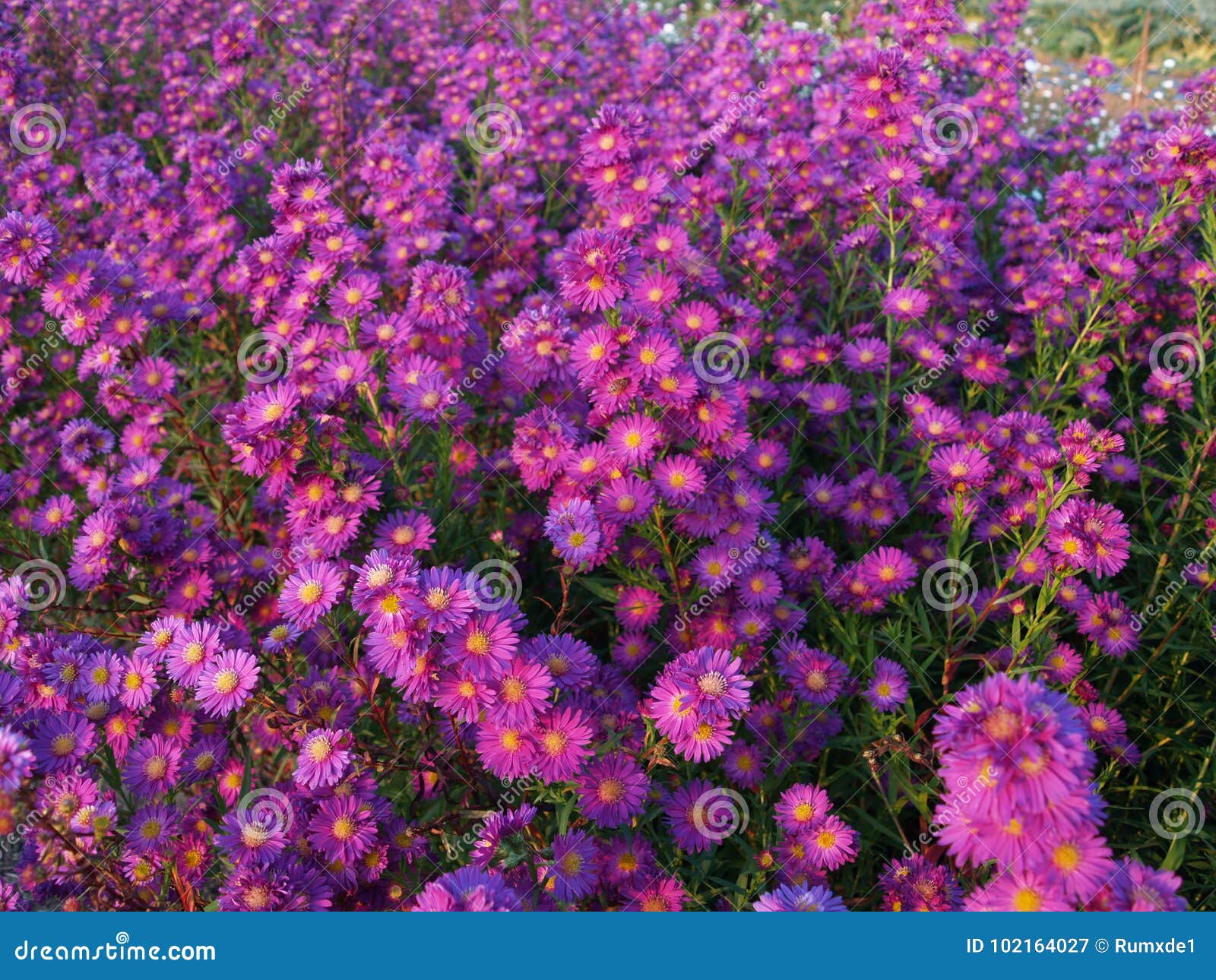 Star Aster stock image. Image of variety, novi, ornamental - 102164027