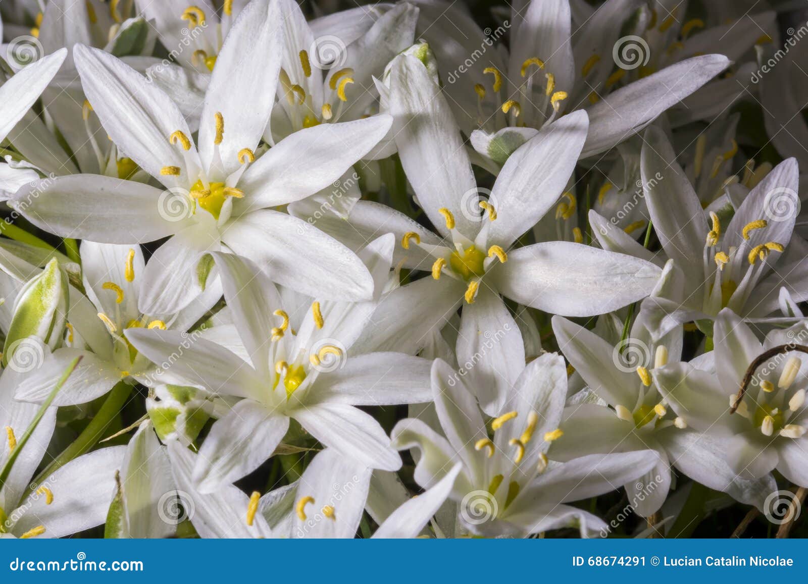 Star of Bethlehem flower stock image. Image of layers - 68674291