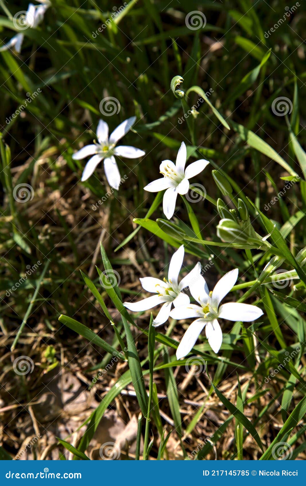 Star of Bethlehem Flowers in the Grass Seen Up Close Stock Image ...