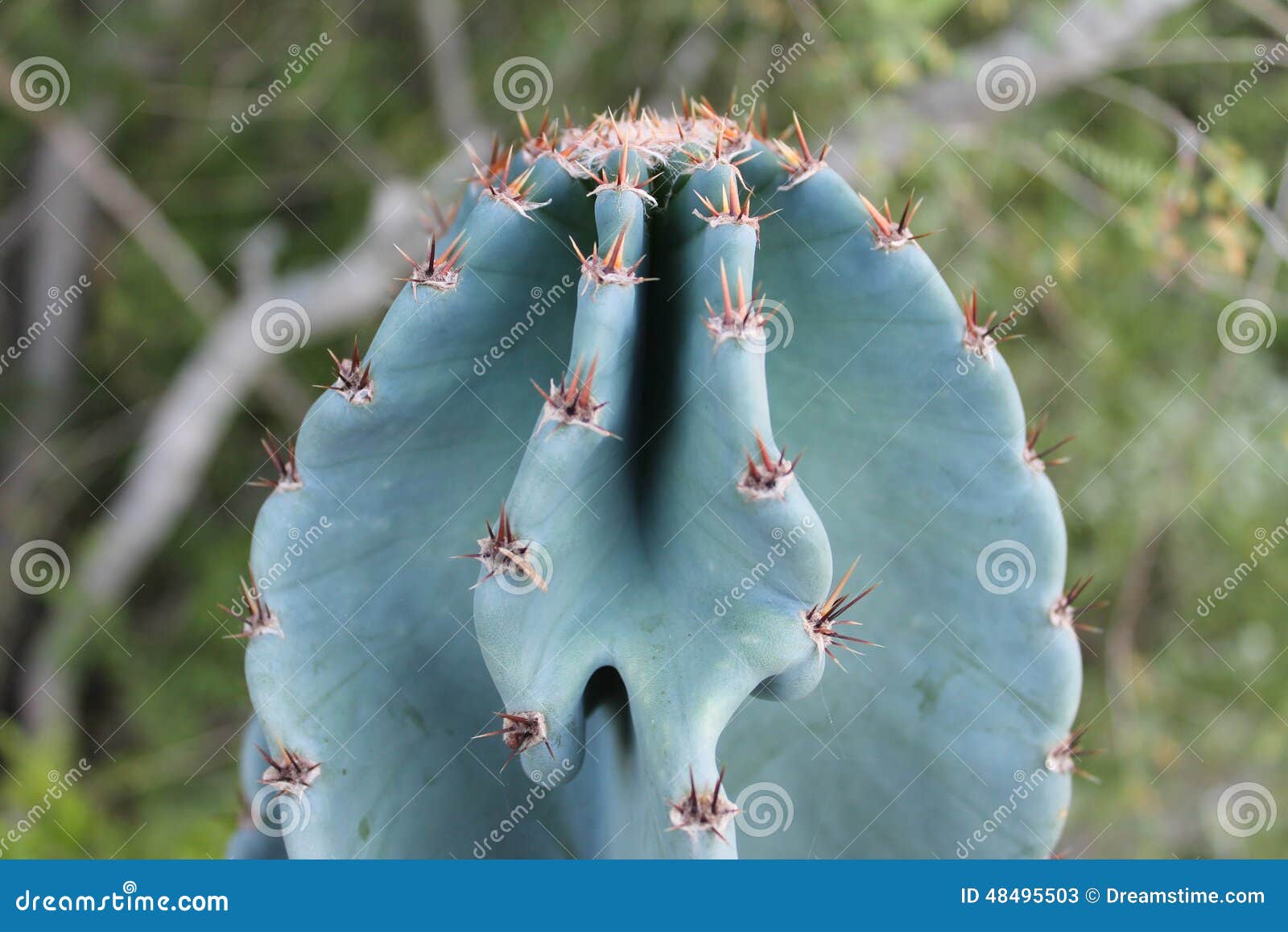 Star cactus stock image. Image of spiral, cloudy, background - 48495503