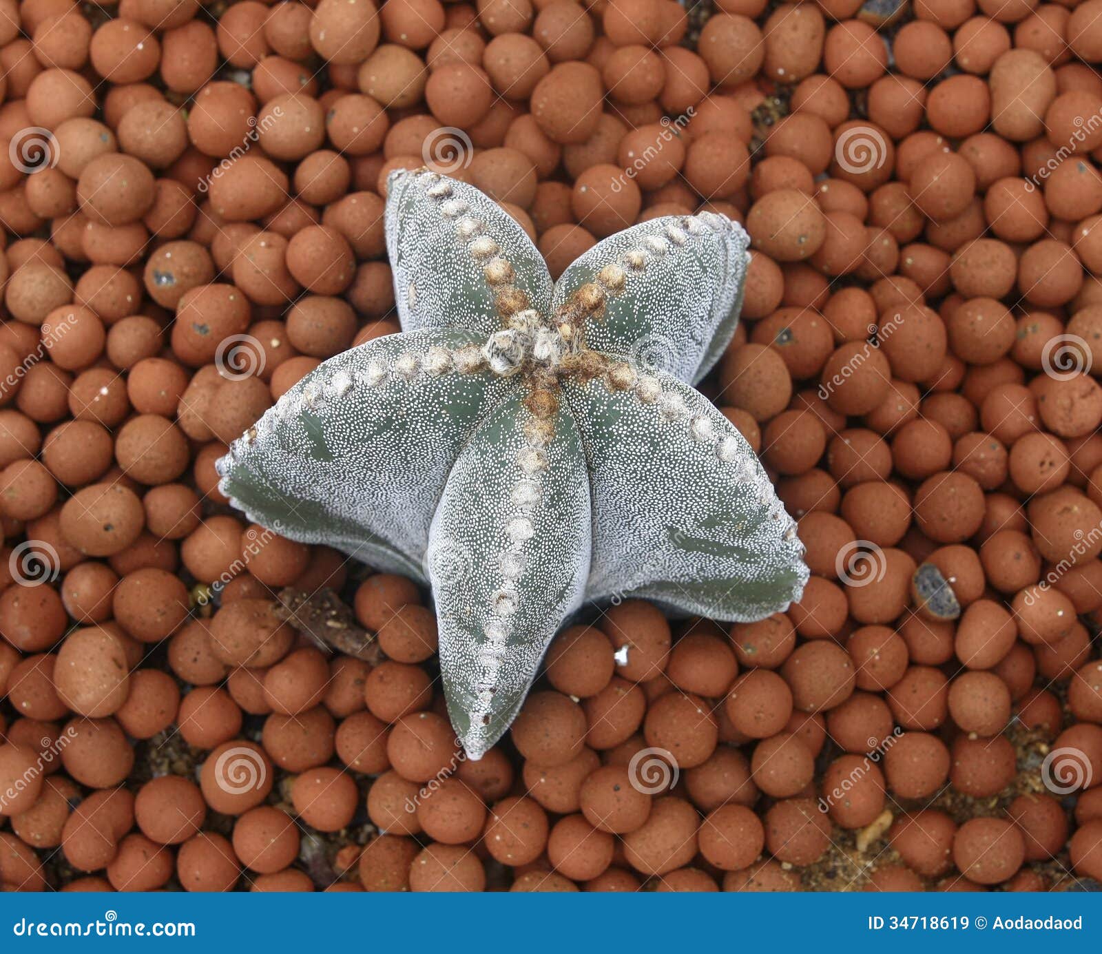 Star cactus stock image. Image of cacti, closeup, houseplant - 34718619