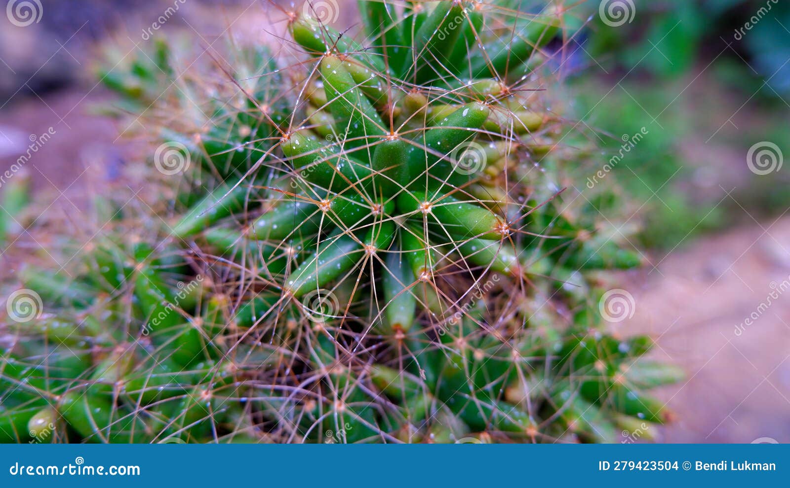 Star Cactus Plant (Astrophytum), with a Star-like Shape Stock Photo ...