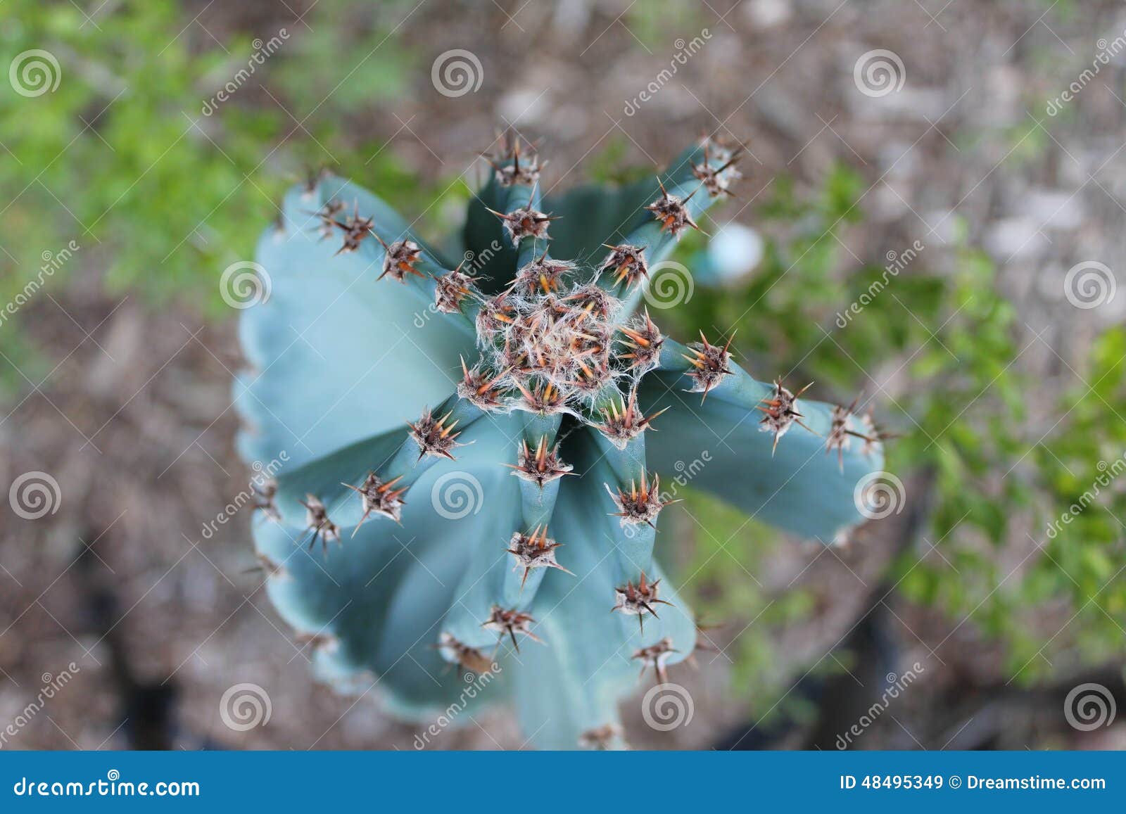 Star cactus stock image. Image of stem, point, cactus - 48495349
