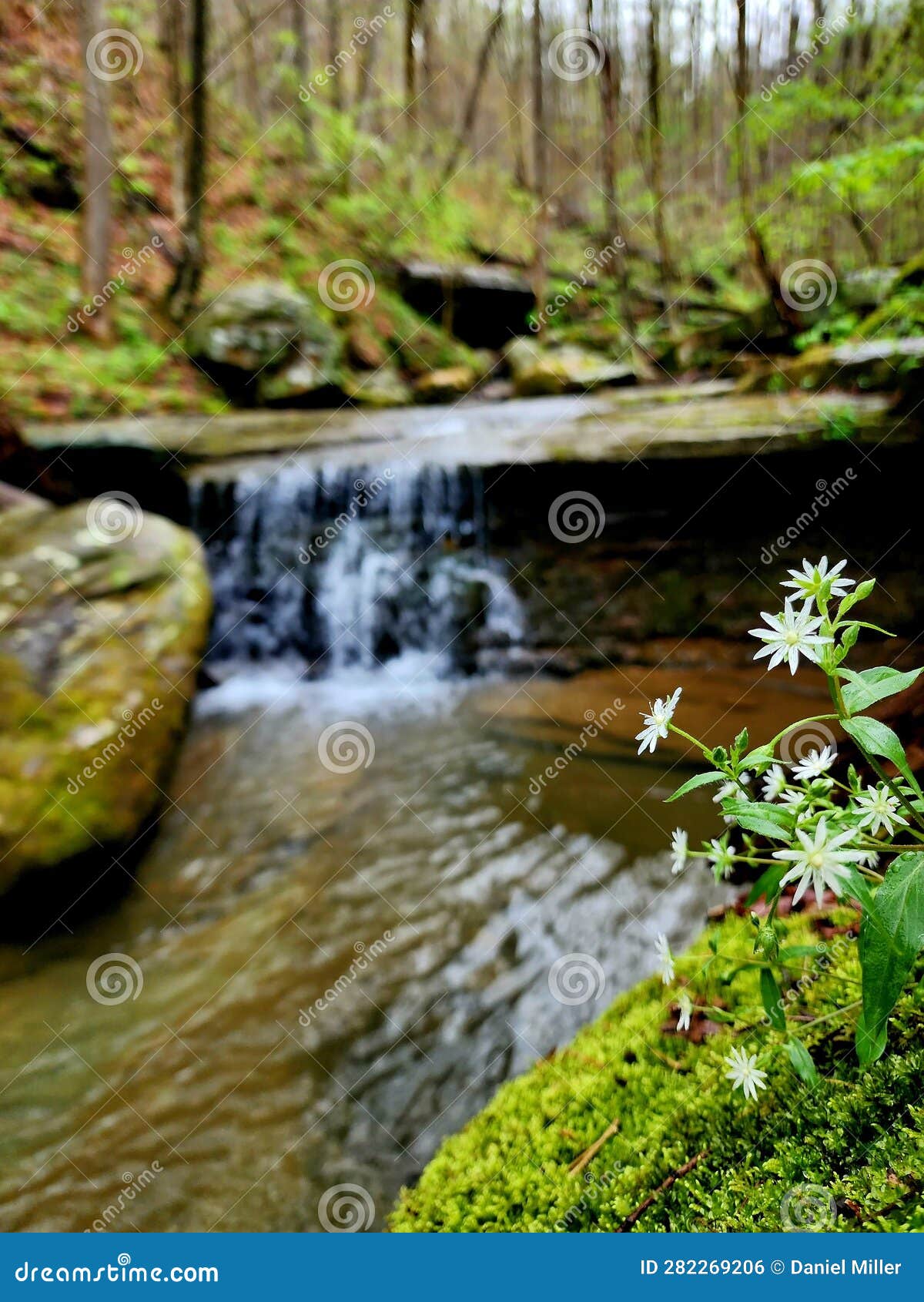Star Chickweed Flower Waterfall Forest Art Spring Nature Stock Photo ...