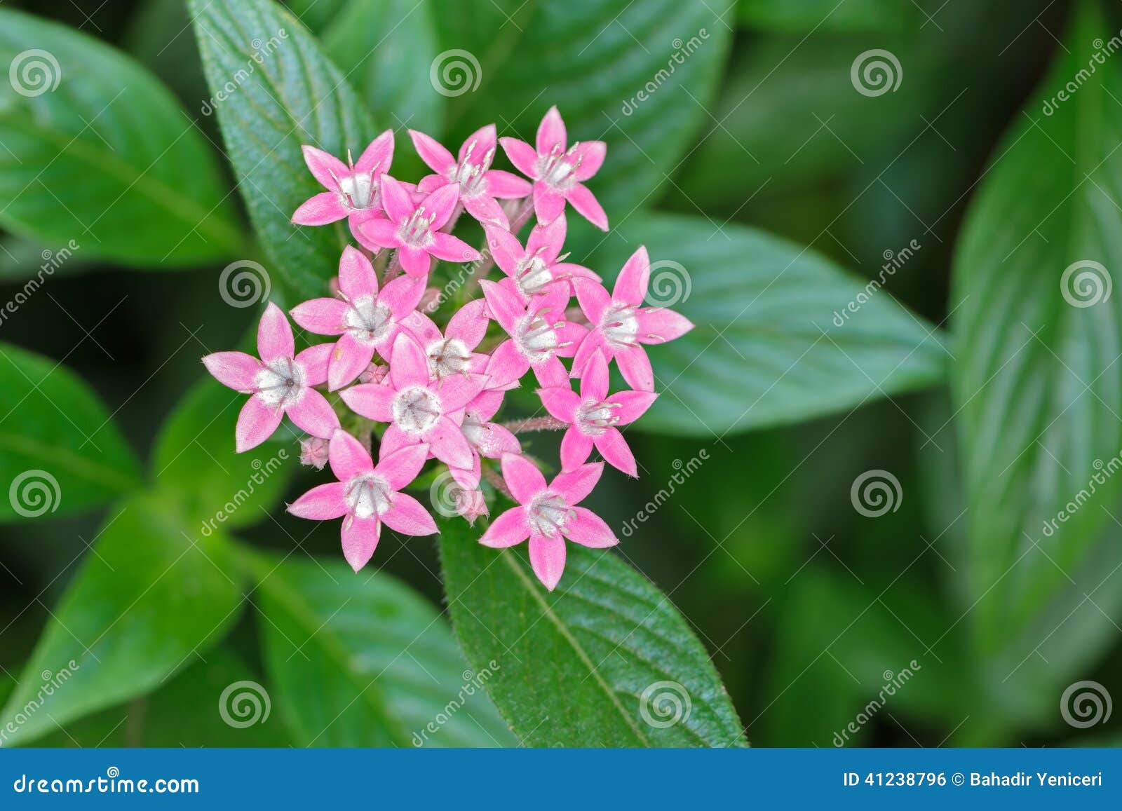 Star Cluster stock photo. Image of light, flower, ground - 41238796