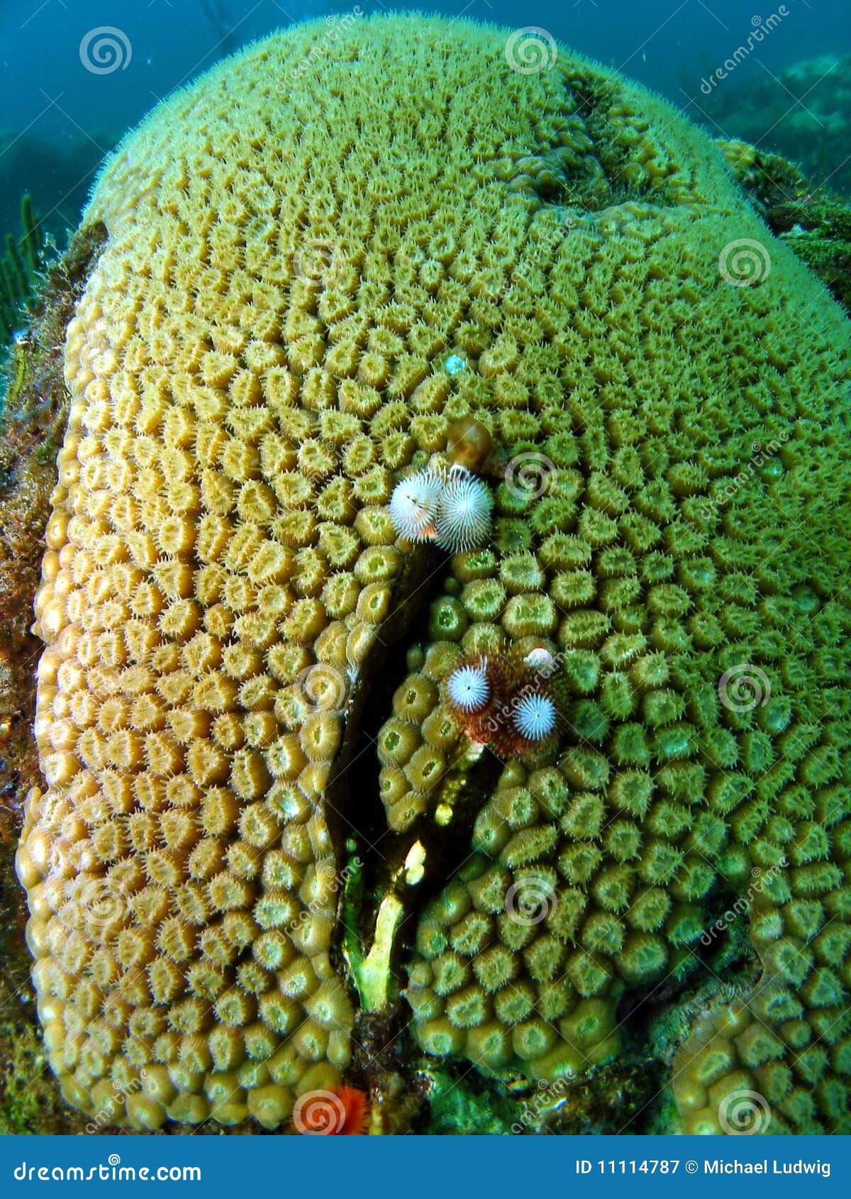 Star Coral stock image. Image of outdoors, aquatic, natural - 11114787