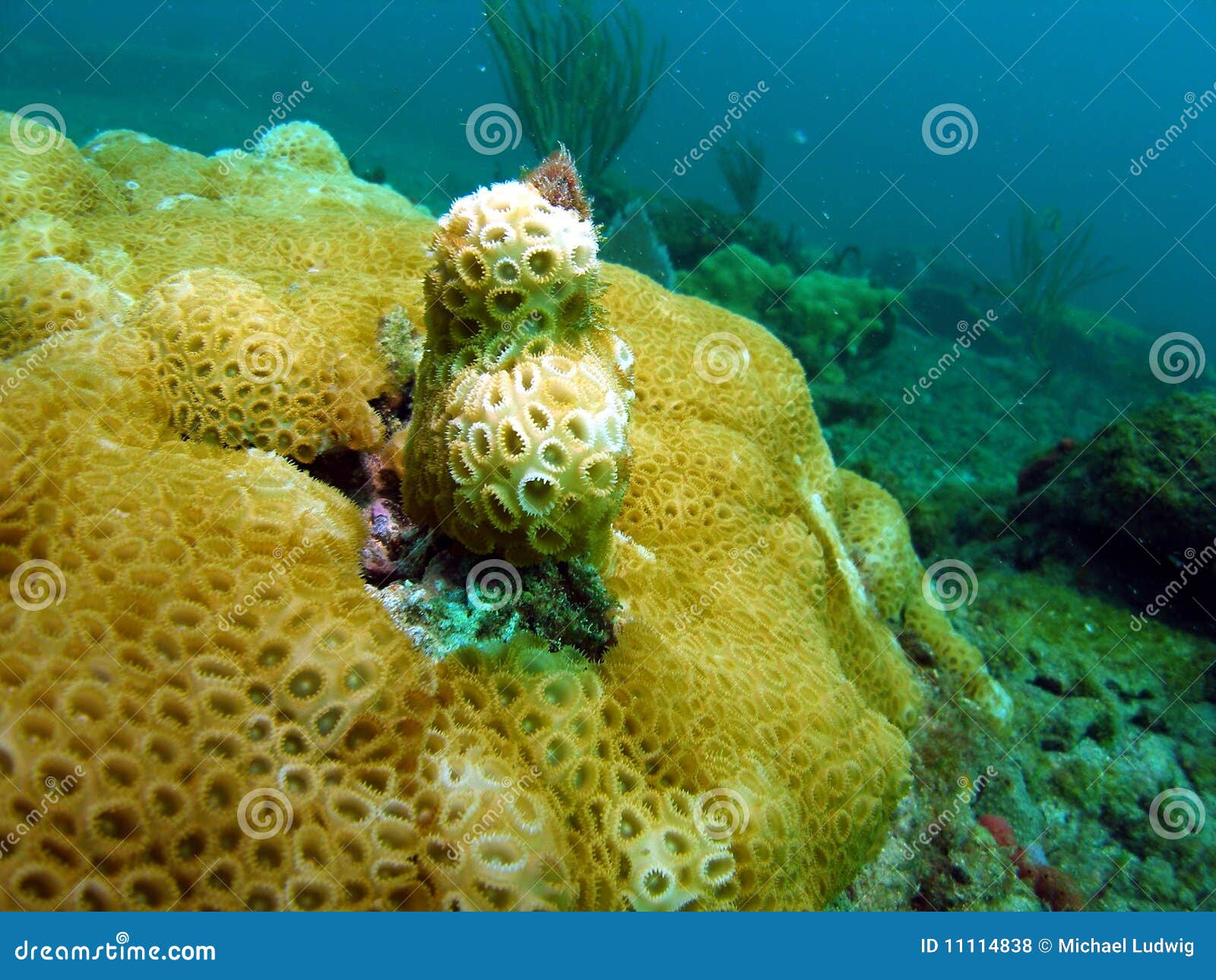 Star Coral stock photo. Image of aquatic, marine, blue - 11114838