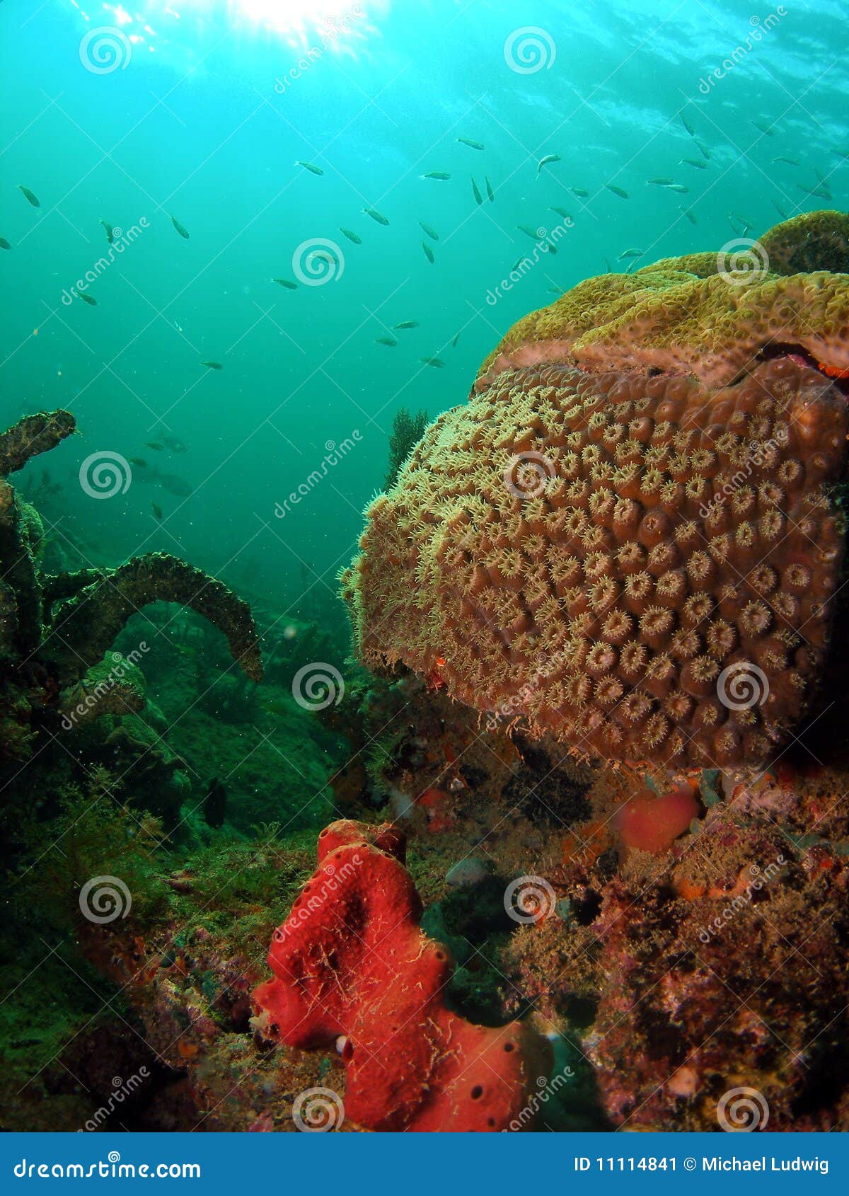Star Coral stock image. Image of formation, coral, nature - 11114841