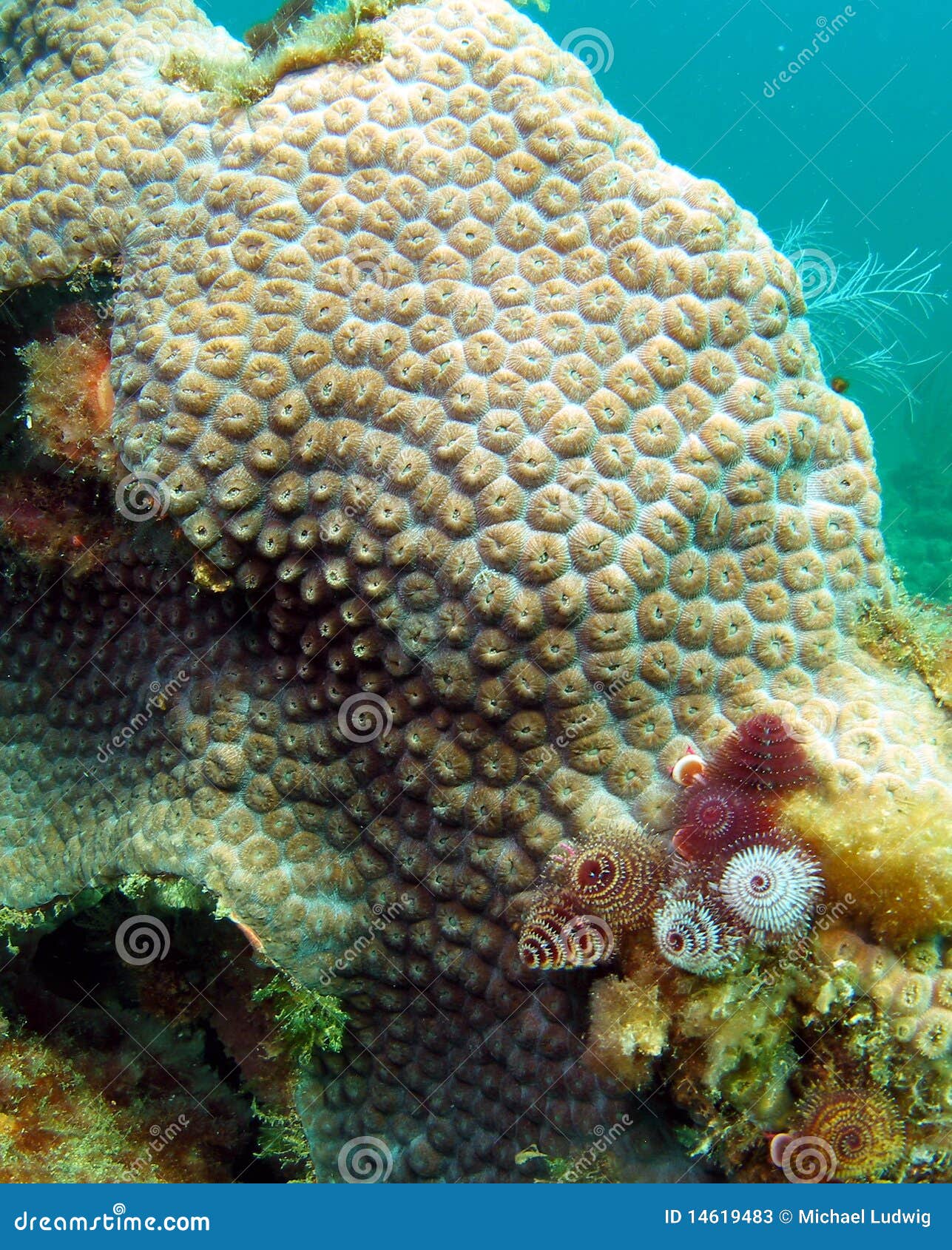 Star Coral stock image. Image of tree, brown, blue, face - 14619483