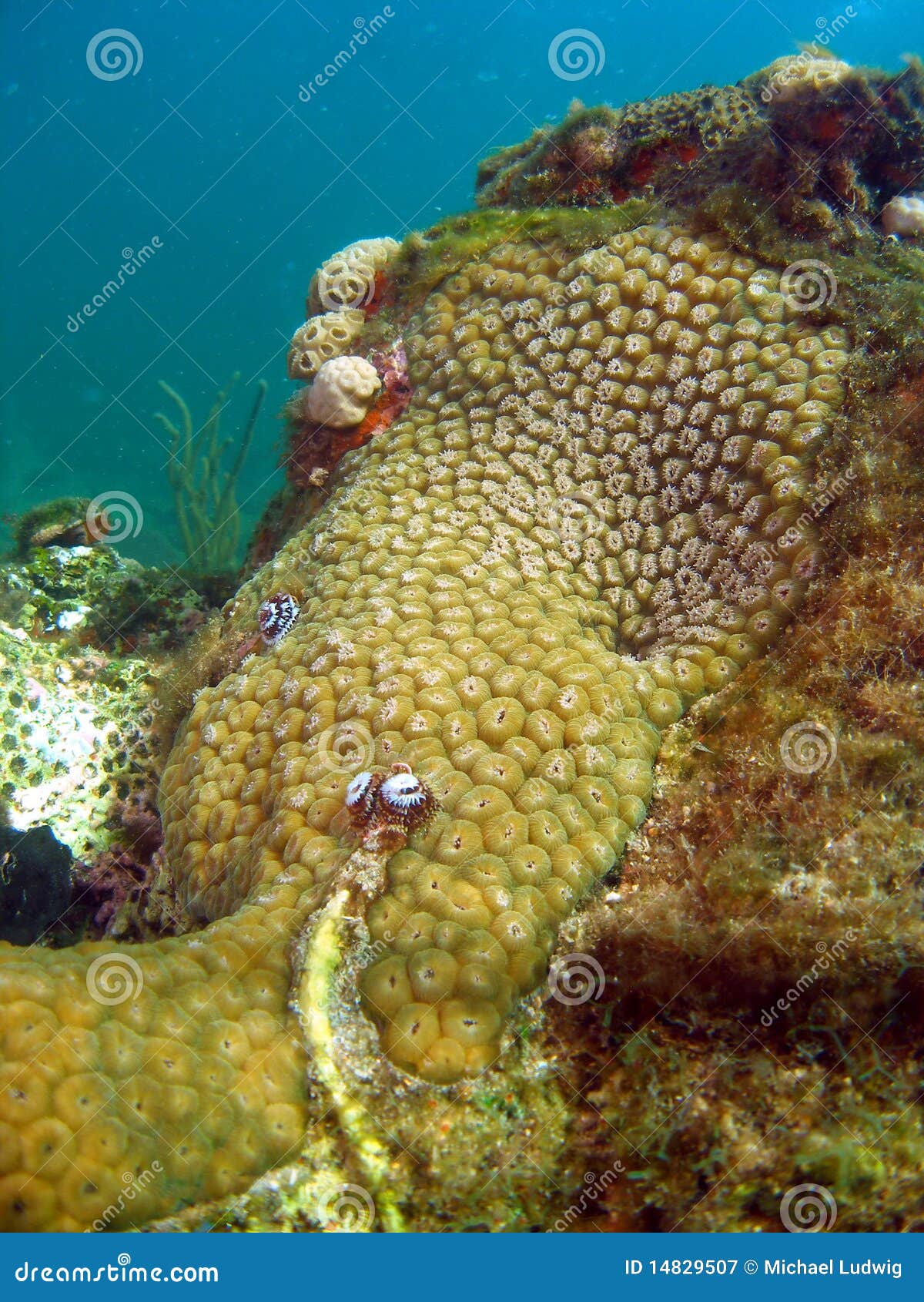 Star Coral stock image. Image of scuba, ocean, reef, marine - 14829507