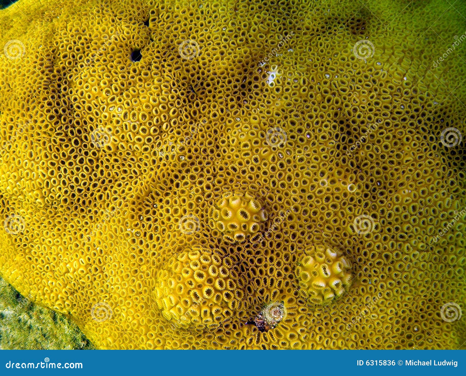 Star Coral stock photo. Image of colorful, coral, color - 6315836