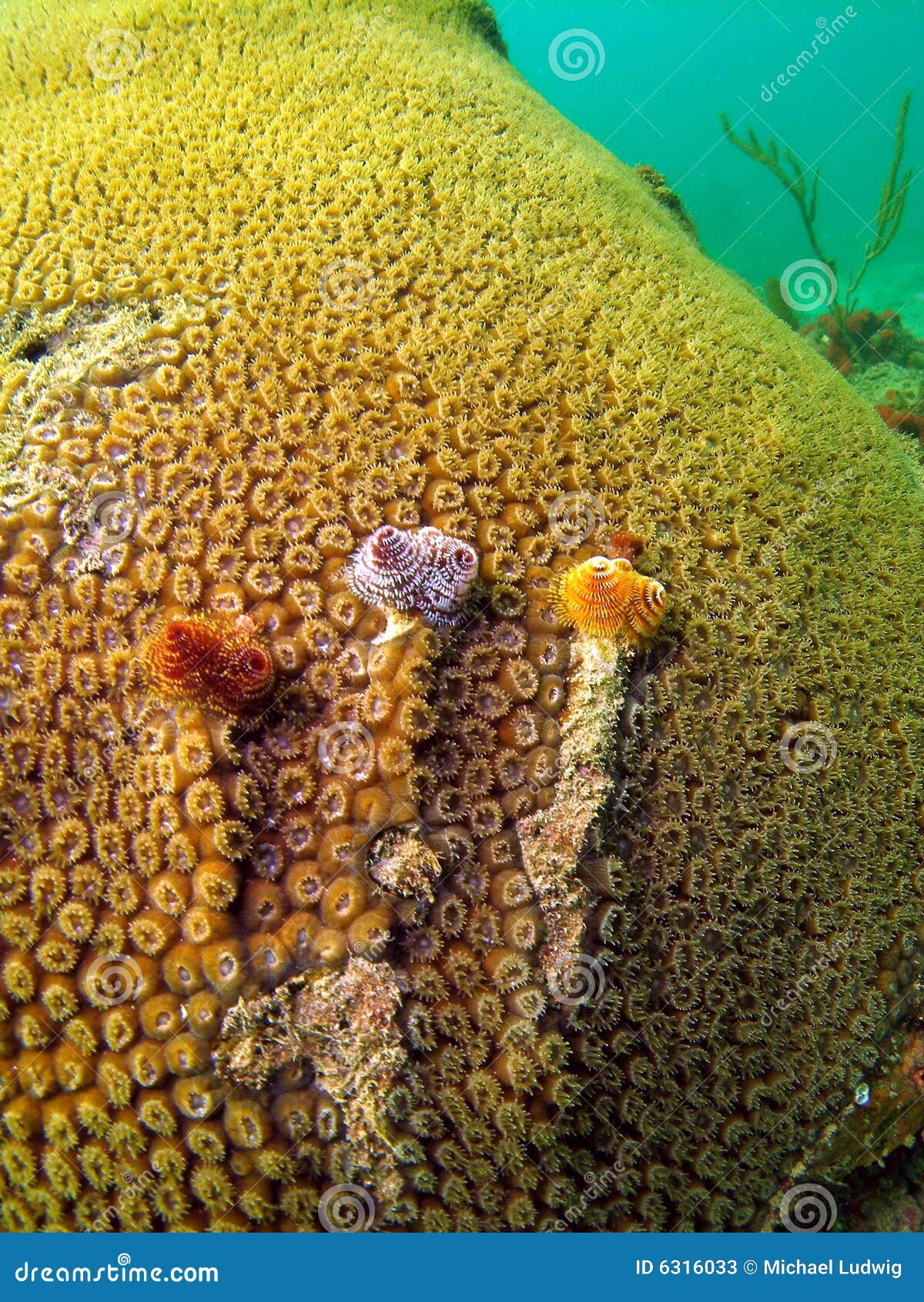 Star coral stock image. Image of colorful, coral, color - 6316033