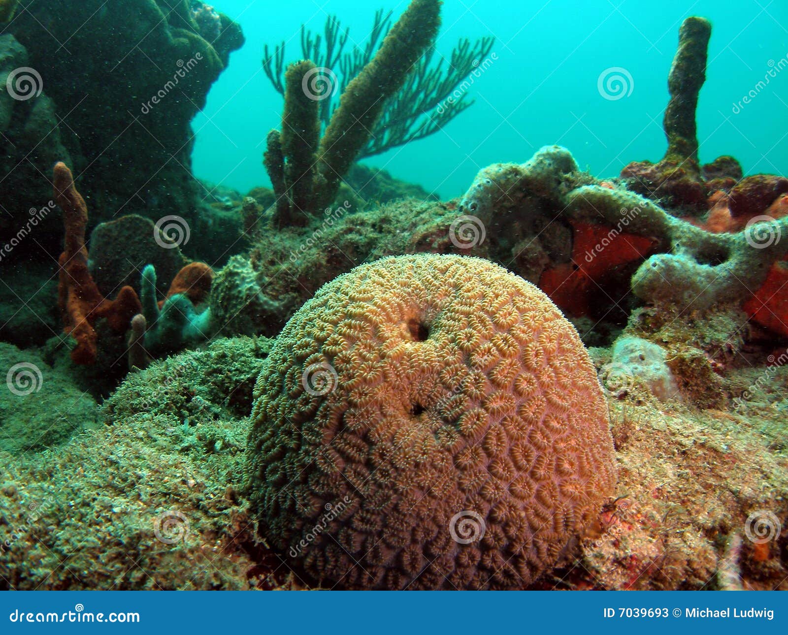 Star Coral stock image. Image of beautiful, colourful - 7039693