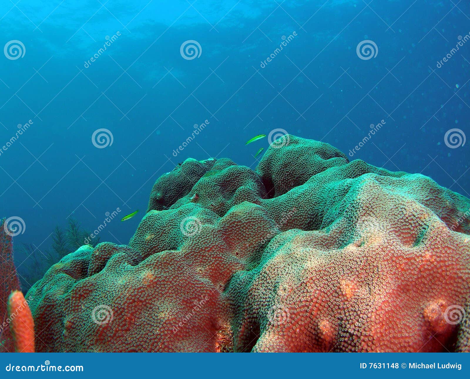 Star Coral stock photo. Image of florida, corals, marine - 7631148